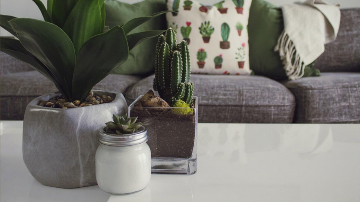 O que é cachepot e como usar em sua casa? - Promobit